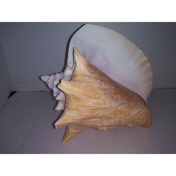 Accents | Tropical Conch Shell 8 Horned Spiked Pink Coral Nautical ...